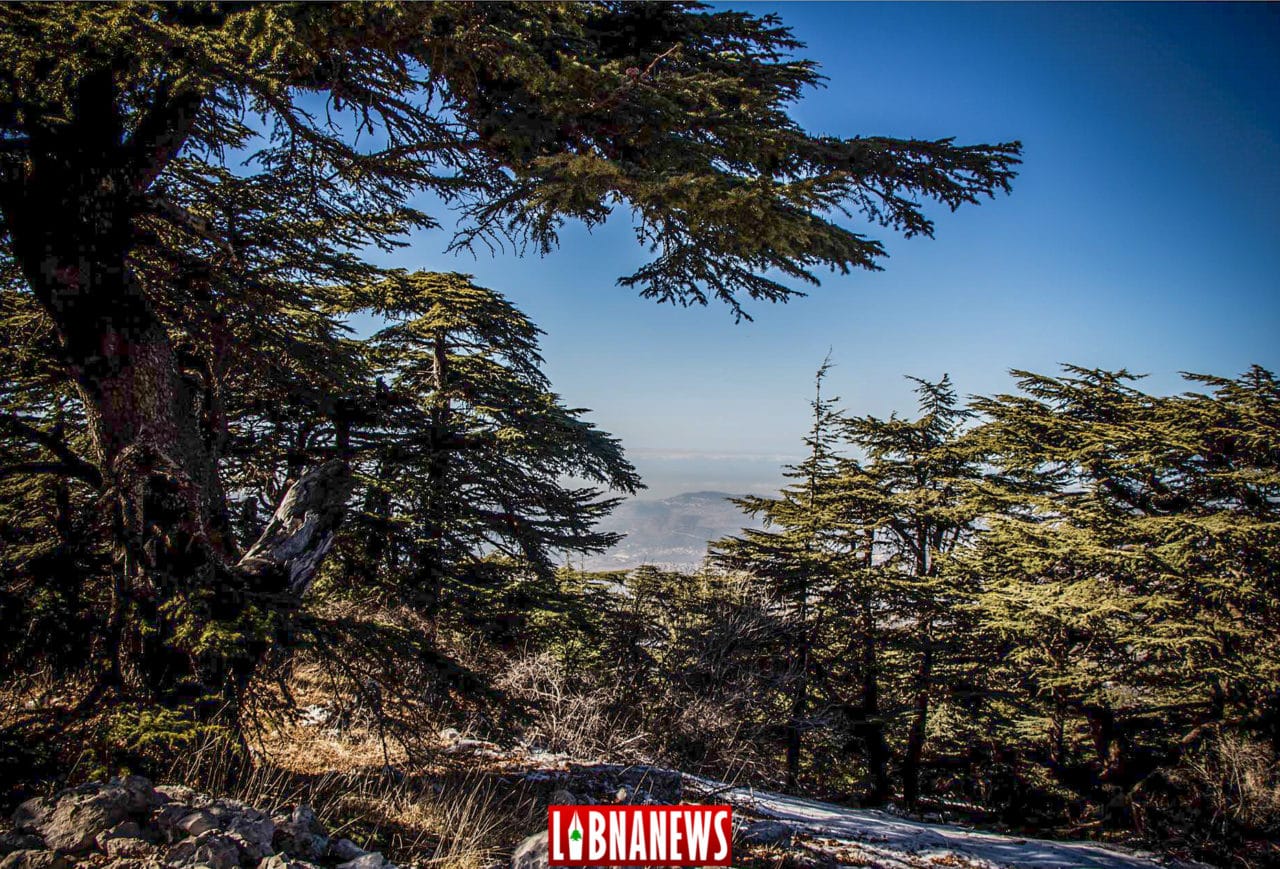 Barouk-7 cedars file | Libnanews, Le Média Citoyen du Liban